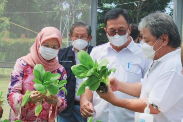 Kementan Dorong Urban Farming di Lahan Perumahan