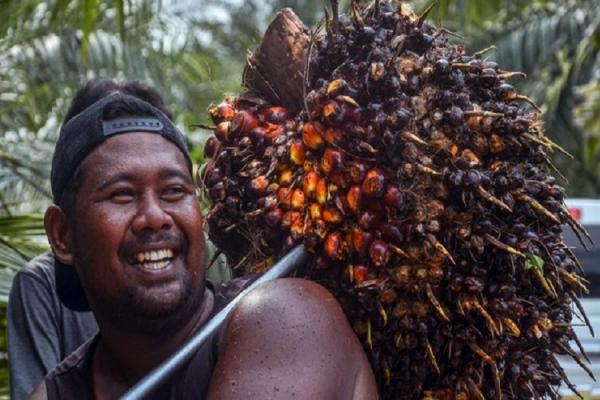 Mentan Bidik Papua Barat Jadi Contoh Hilirisasi Sawit Mentan Bidik Papua Barat Jadi Contoh Hilirisasi Sawit